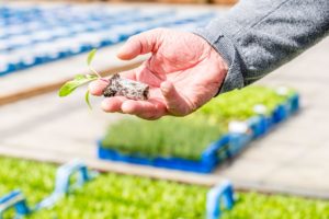 Innovation & Qualité – Groupe Thomas Plants