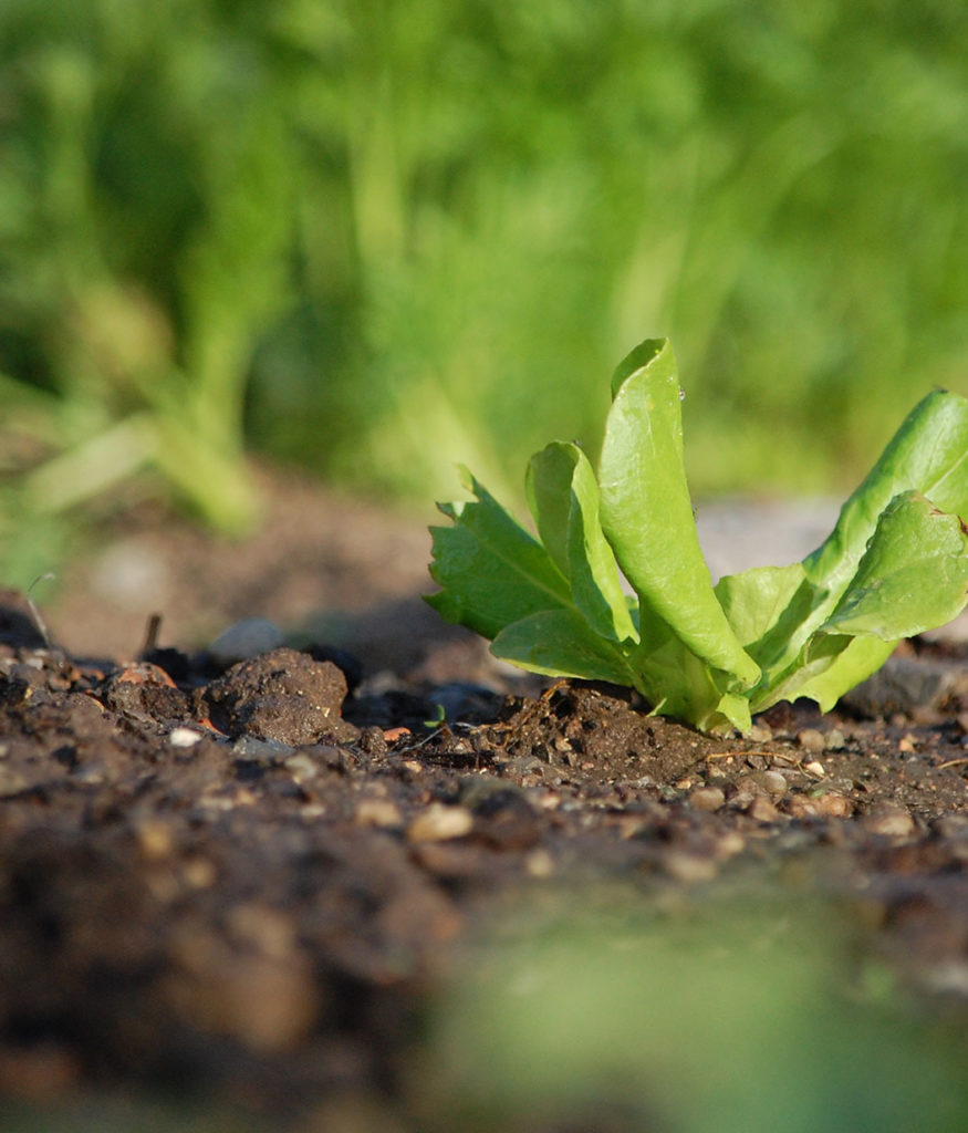 Groupe Thomas Plants – Vente et production de plants maraîchers ...