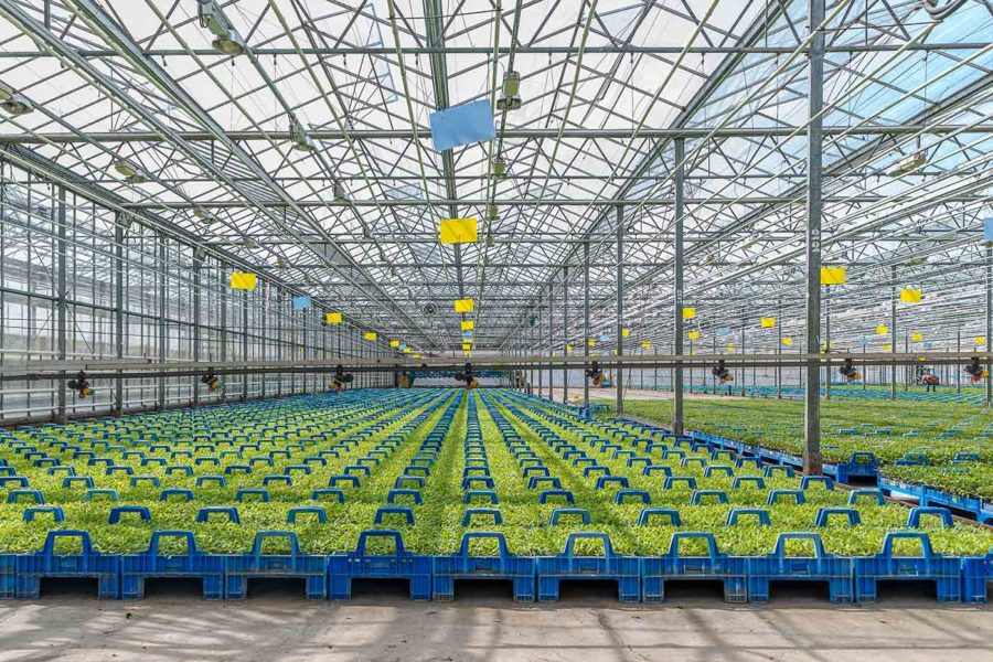 Innovation & Qualité – Groupe Thomas Plants