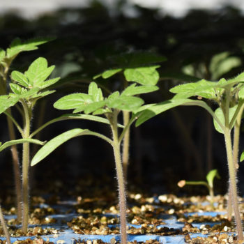 Groupe Thomas Plants – Vente et production de plants maraîchers ...