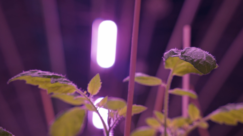 Le Groupe – Groupe Thomas Plants