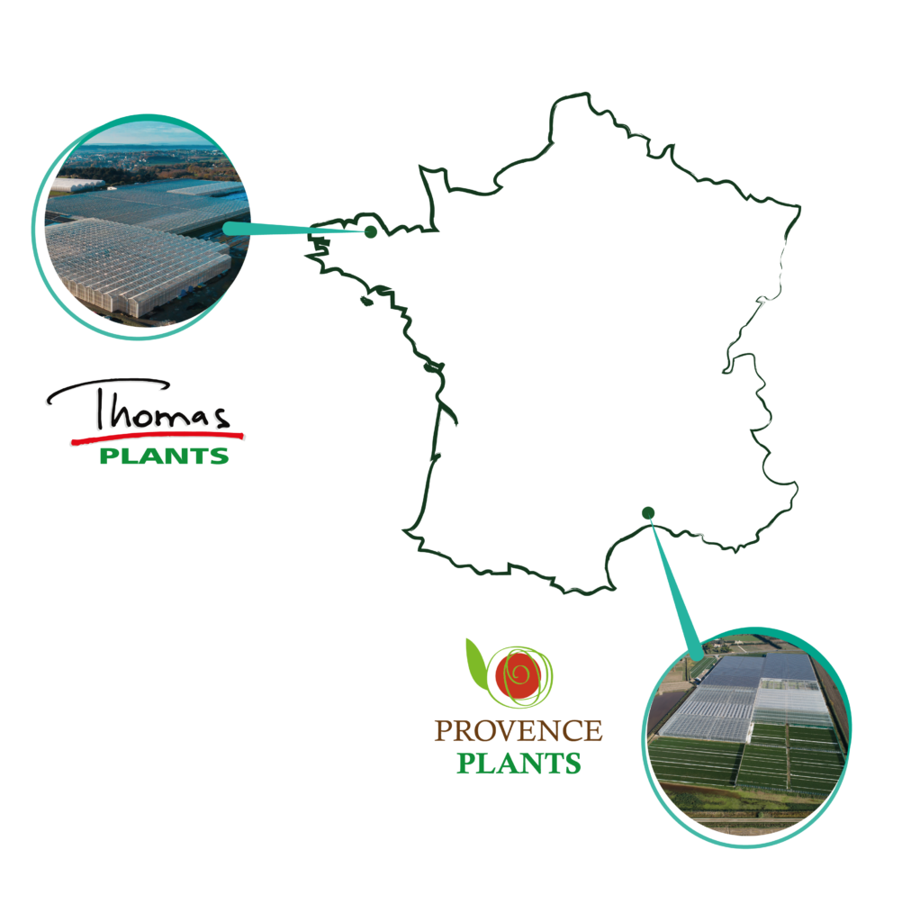 Contact – Groupe Thomas Plants