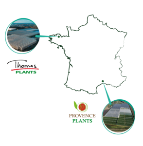 Contact – Groupe Thomas Plants