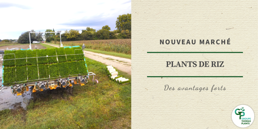 Actualités – Groupe Thomas Plants